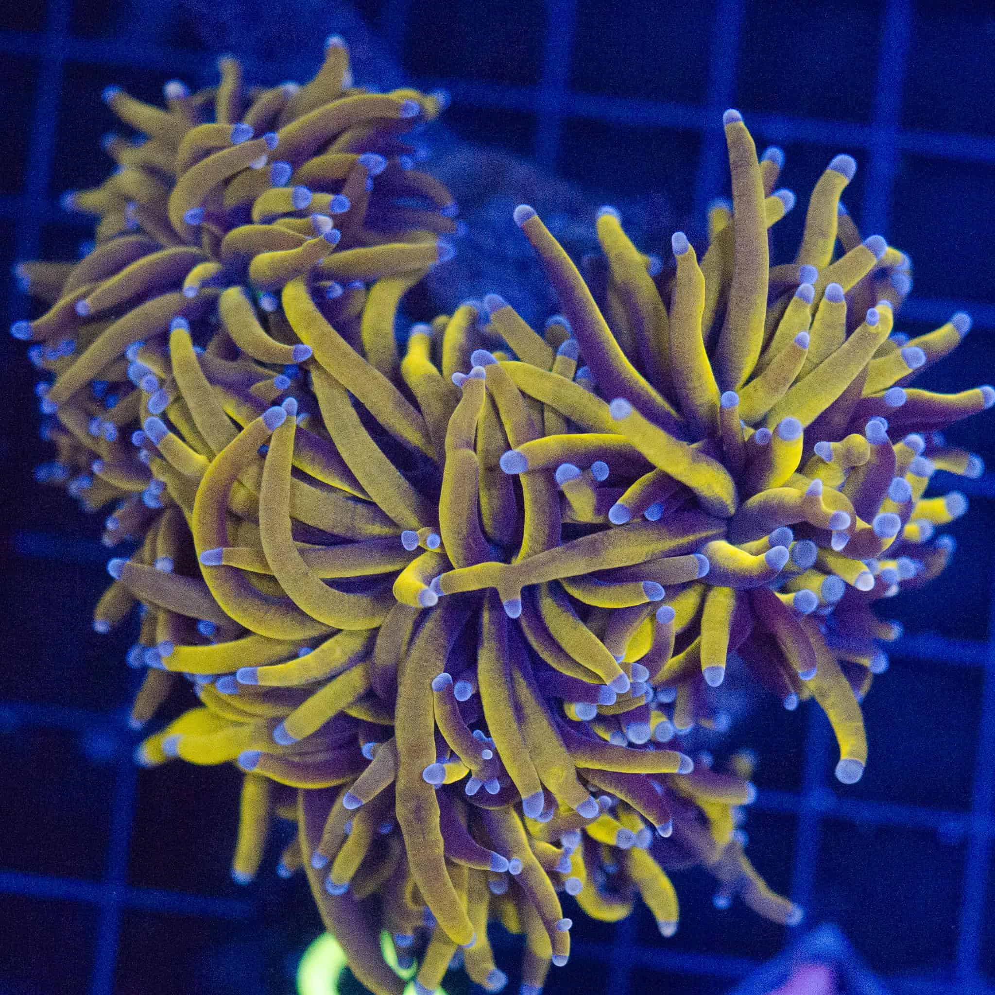 24K Gold Torch - CoralVault