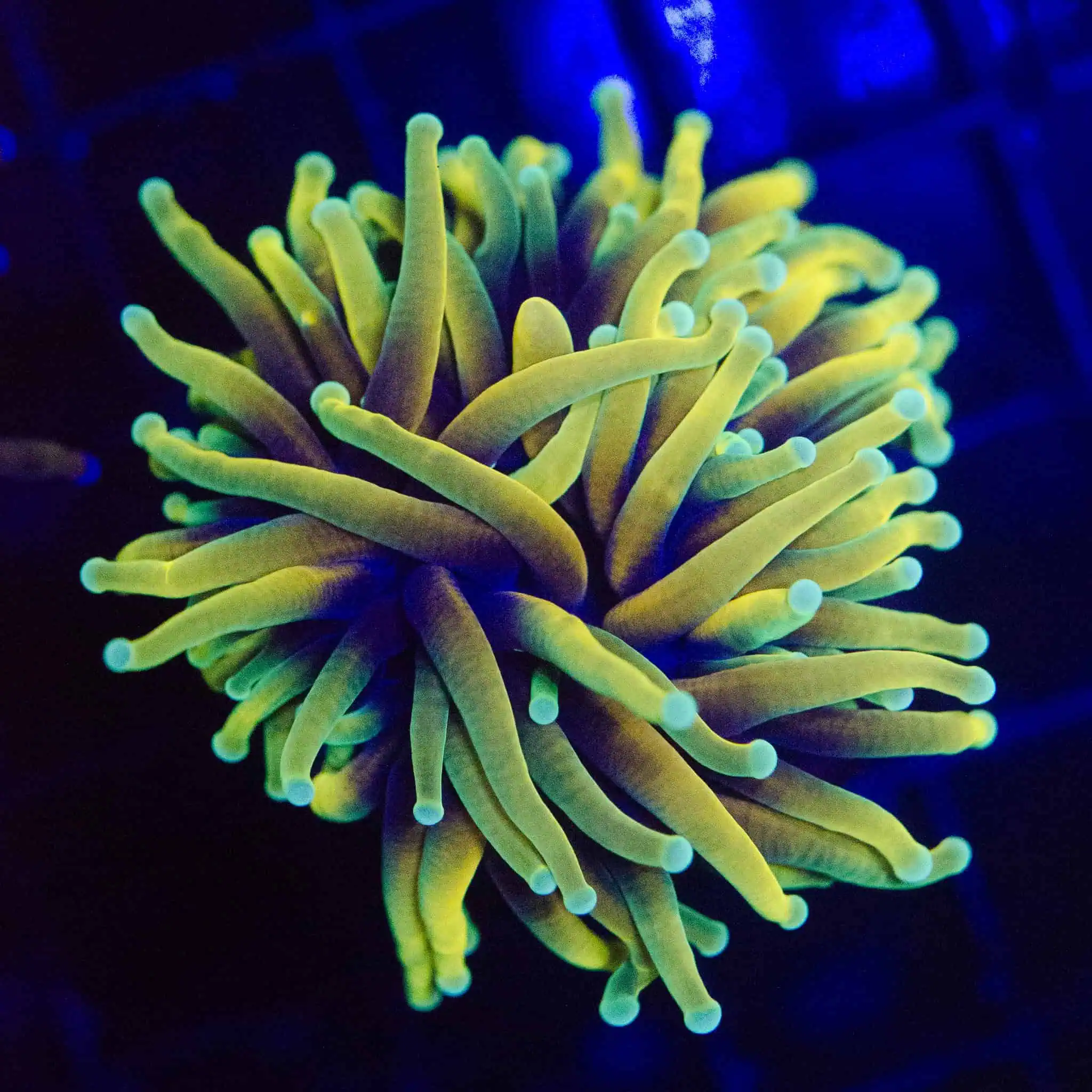 Ultra Gold Hellfire Torch - CoralVault