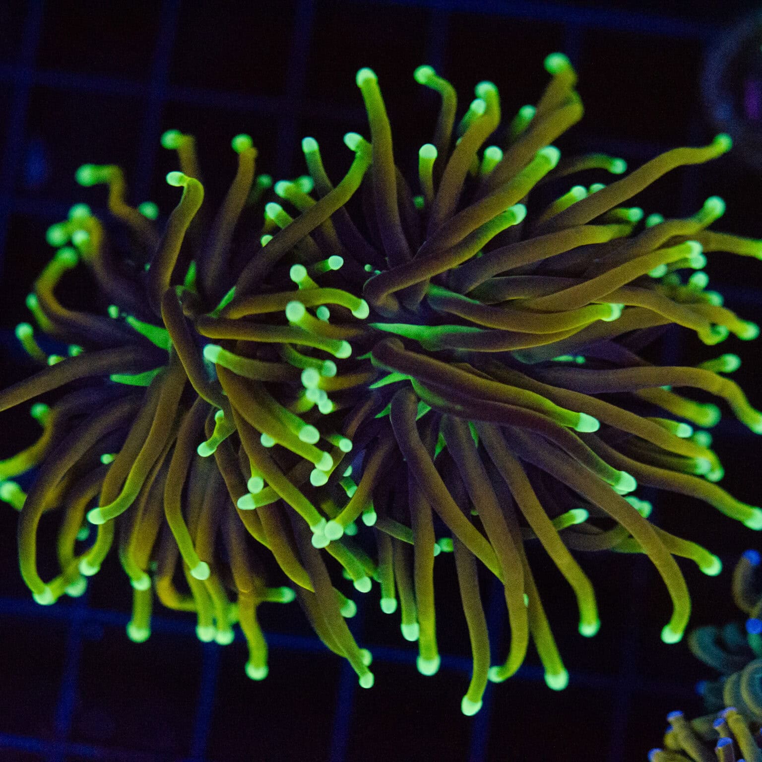 Ultra Gold Hellfire Torch - CoralVault