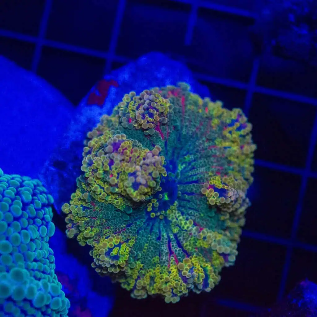 WYISWYG Rainbow Yuma Mushroom - CoralVault