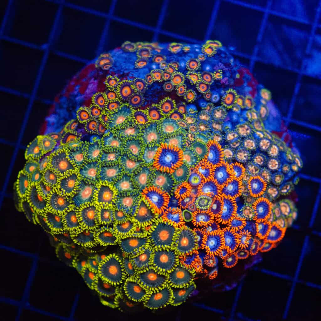 WYSIWYG Large Zoa Colony - Spectrum Surge - CoralVault