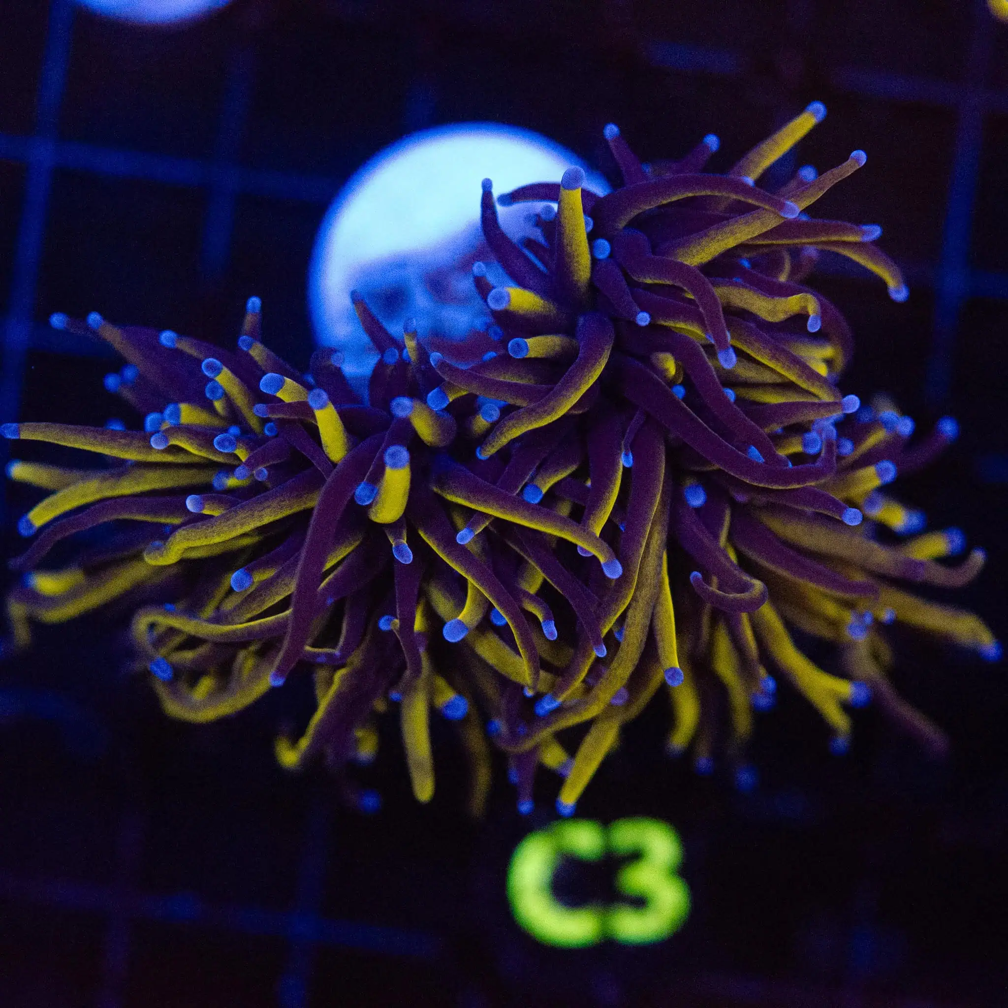 24K Gold Torch - CoralVault