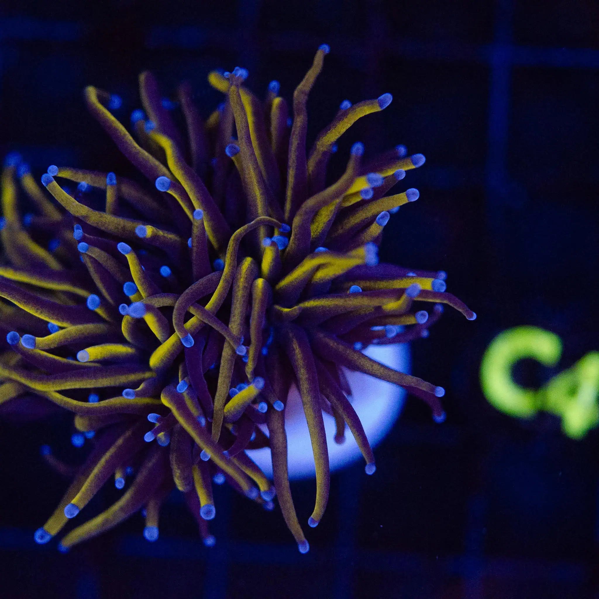 24K Gold Torch - CoralVault