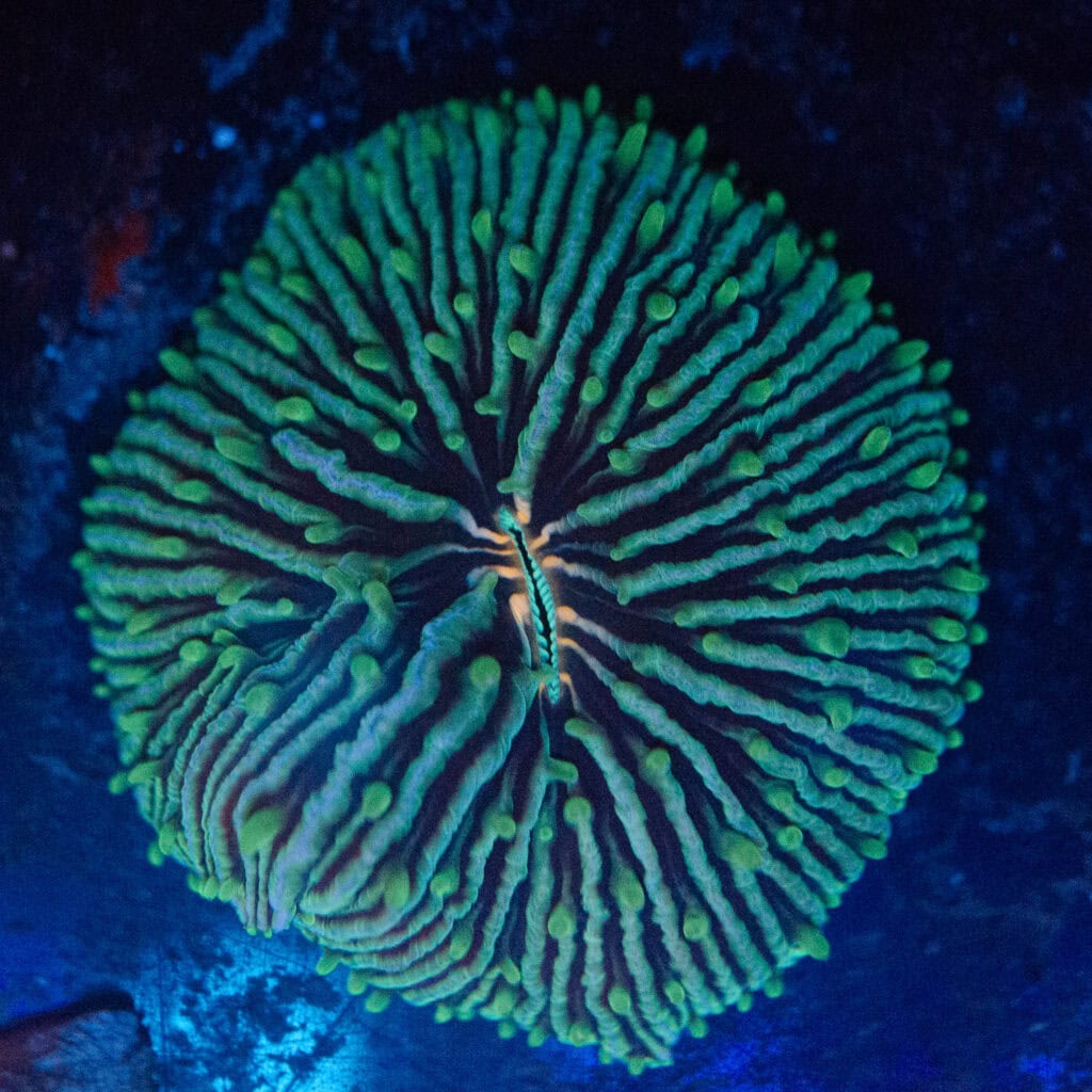 WYSIWYG Green Fungia Plate - CoralVault