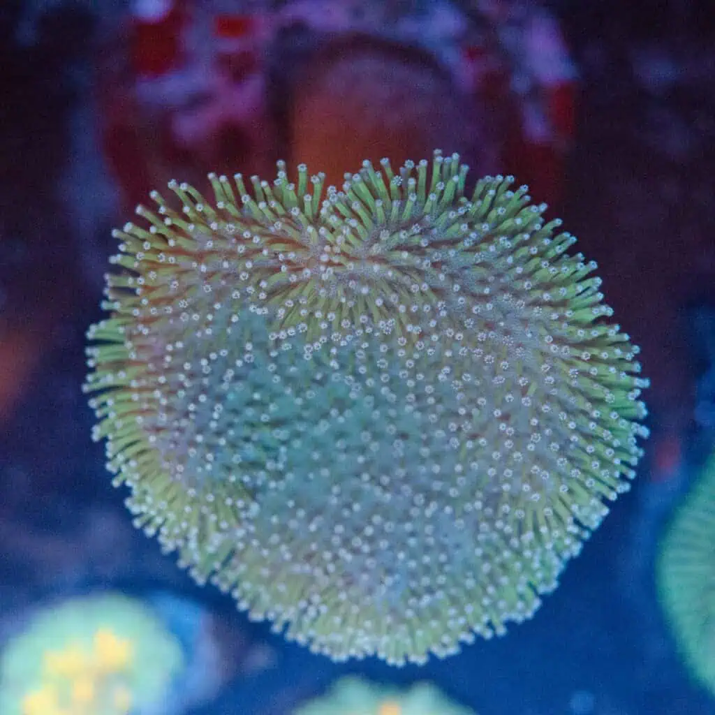 WYSIWYG Large Green Toadstool Mushroom - CoralVault