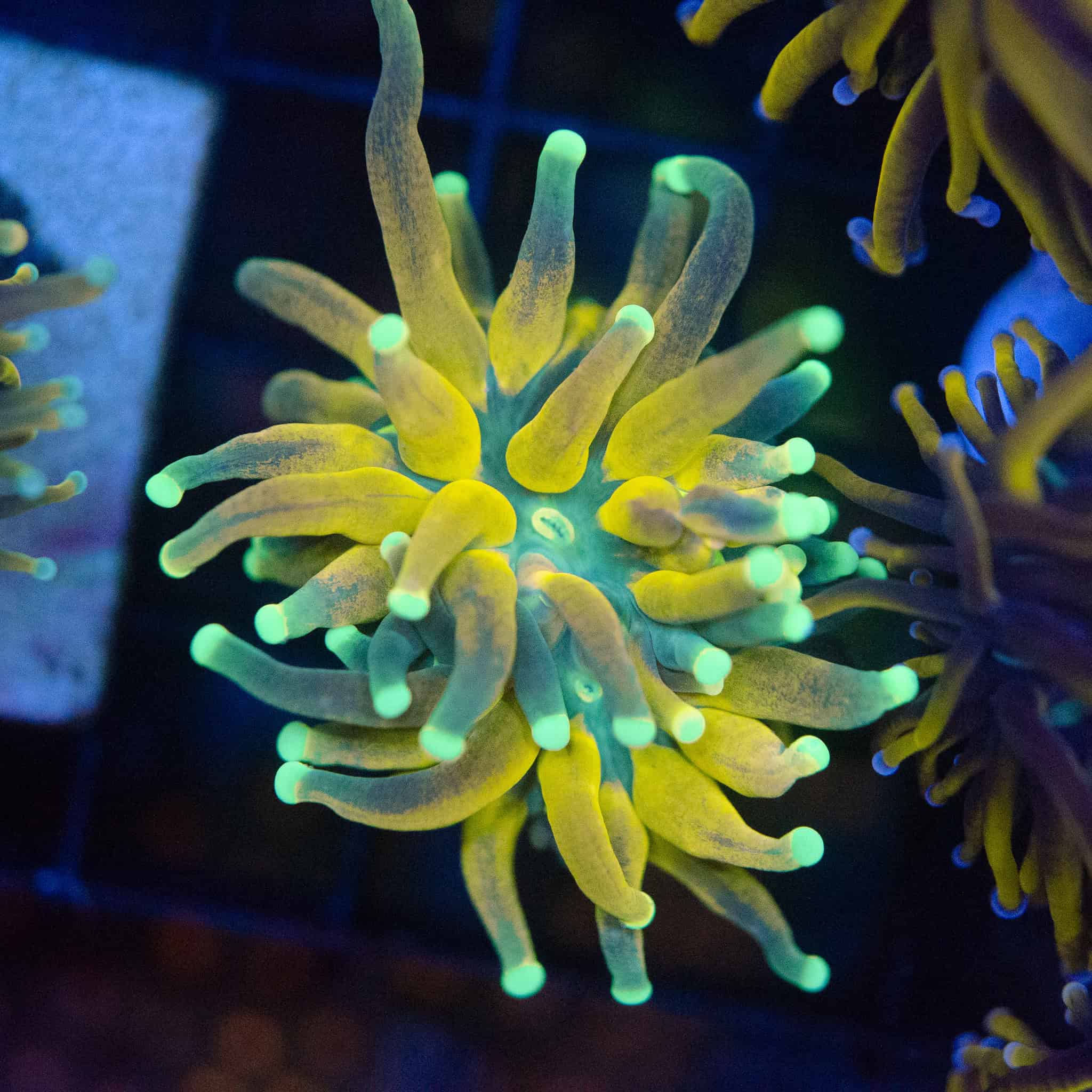 Tiger Torch - CoralVault