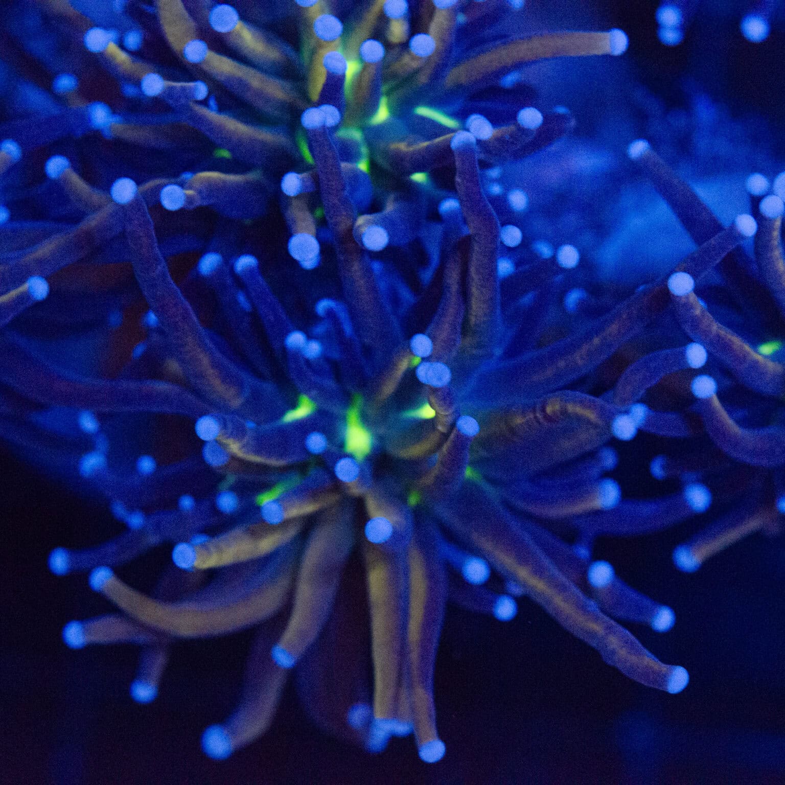 Malaysian Miami Gold Morph - CoralVault