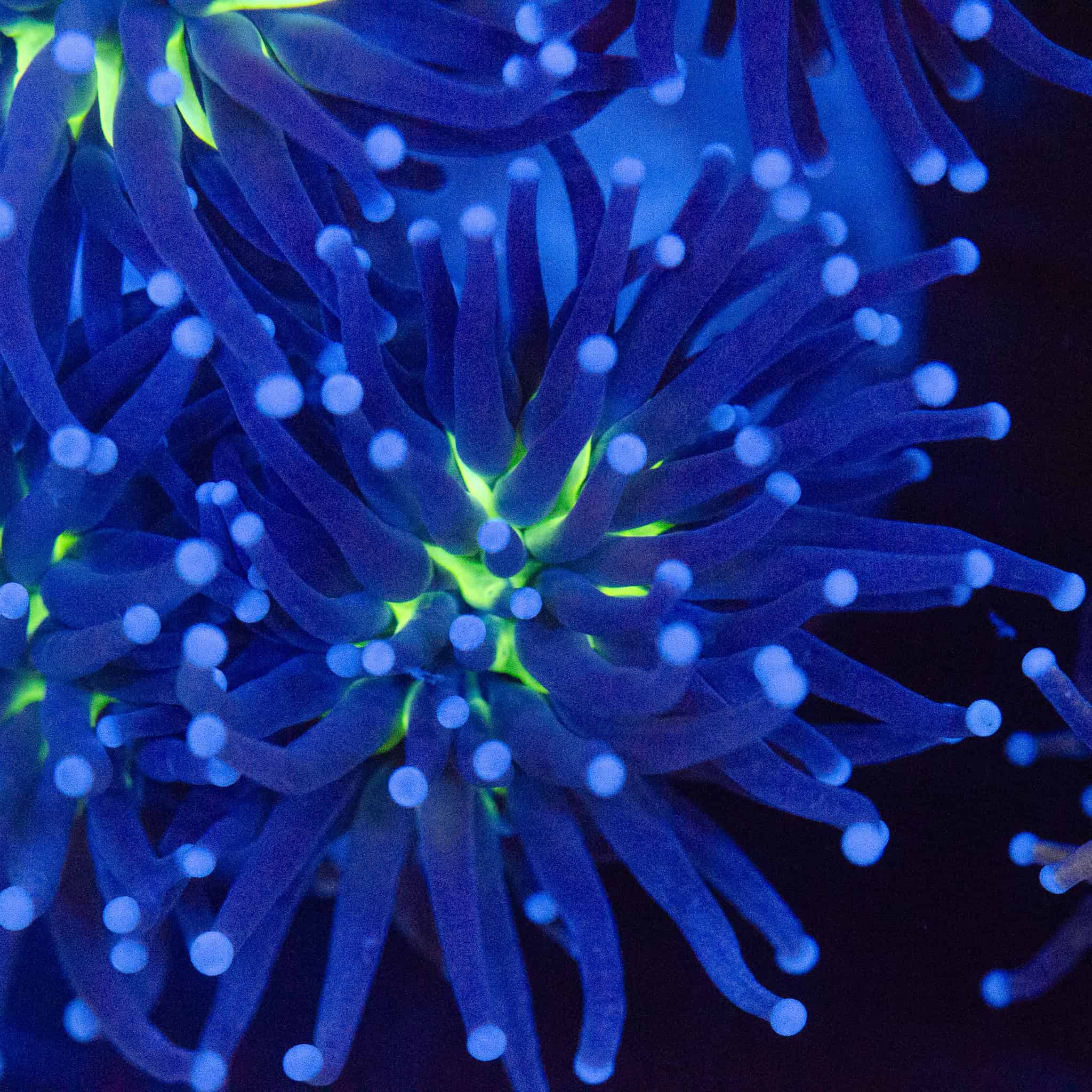 Malaysian Miami Torch - CoralVault