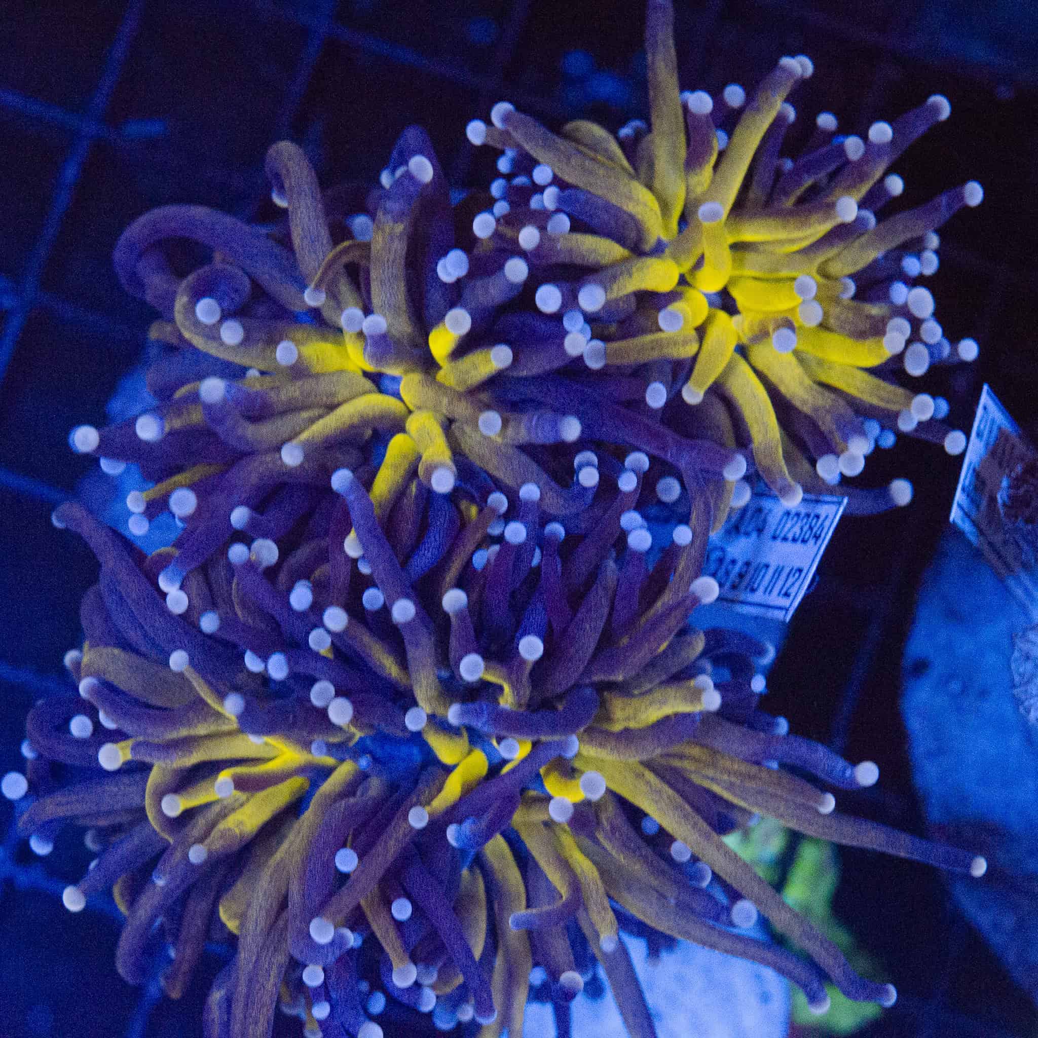 WYSIWYG Large Tiger Torch - CoralVault