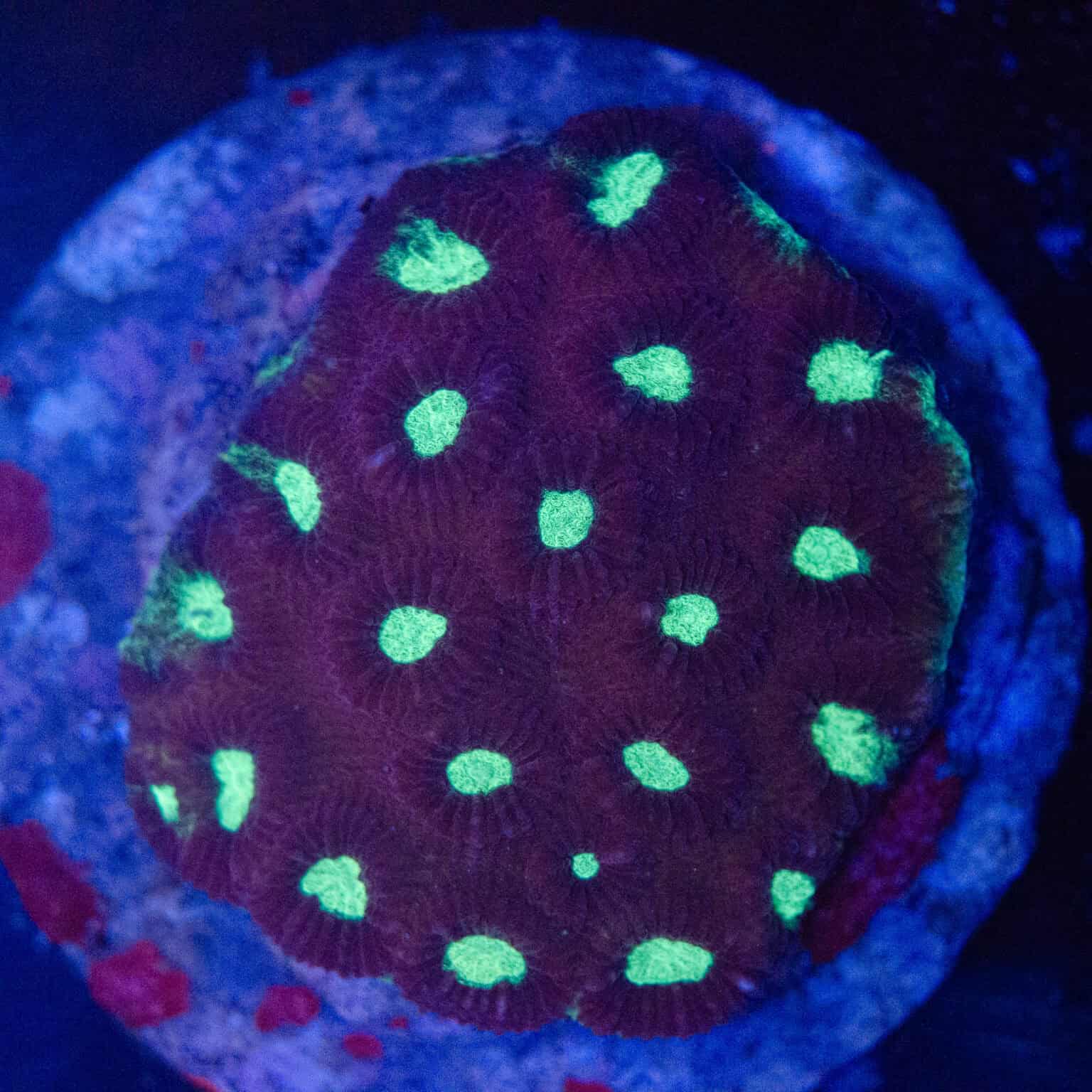 Dragon Soul Favia Colony - CoralVault