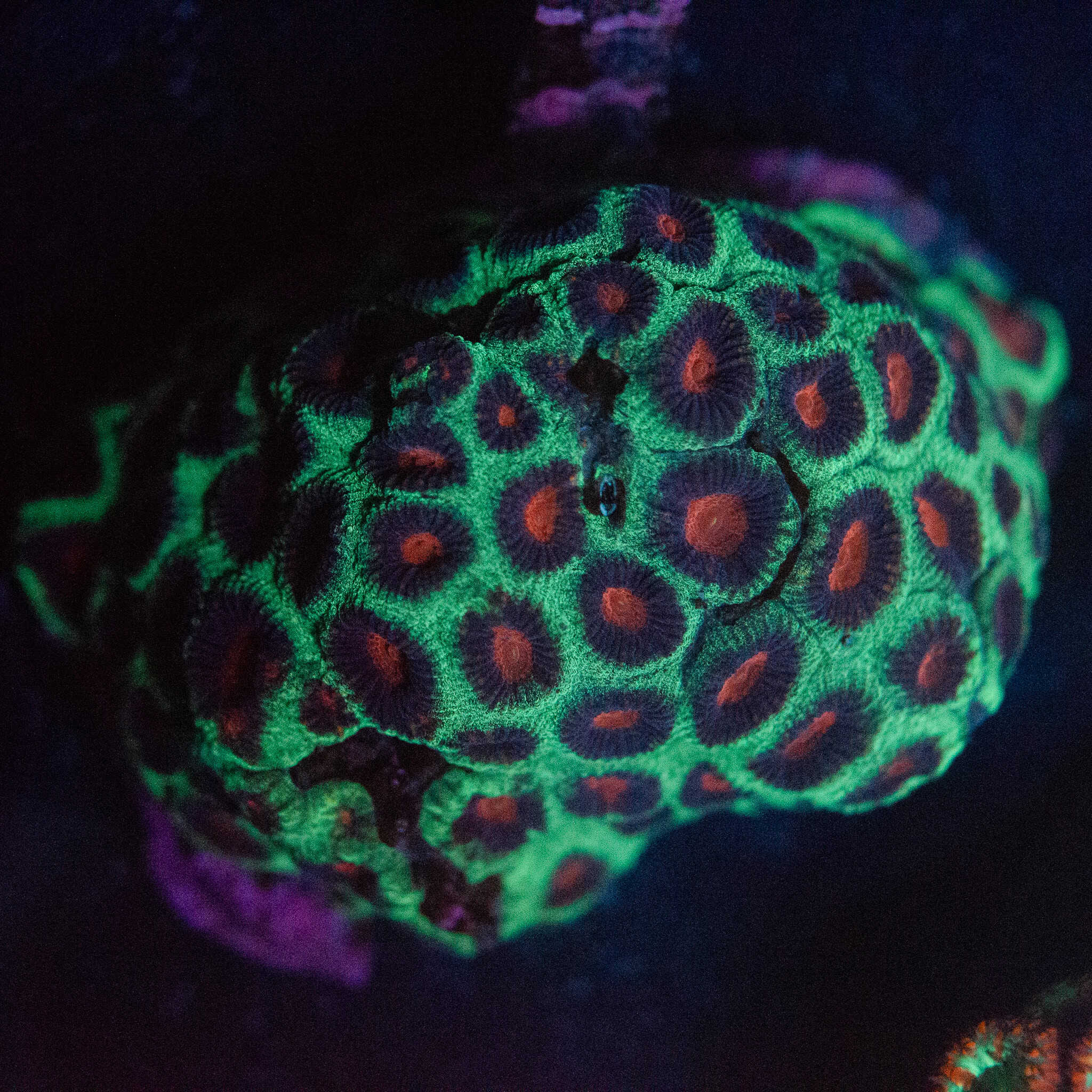 WYSIWYG Purple Green Favia - CoralVault