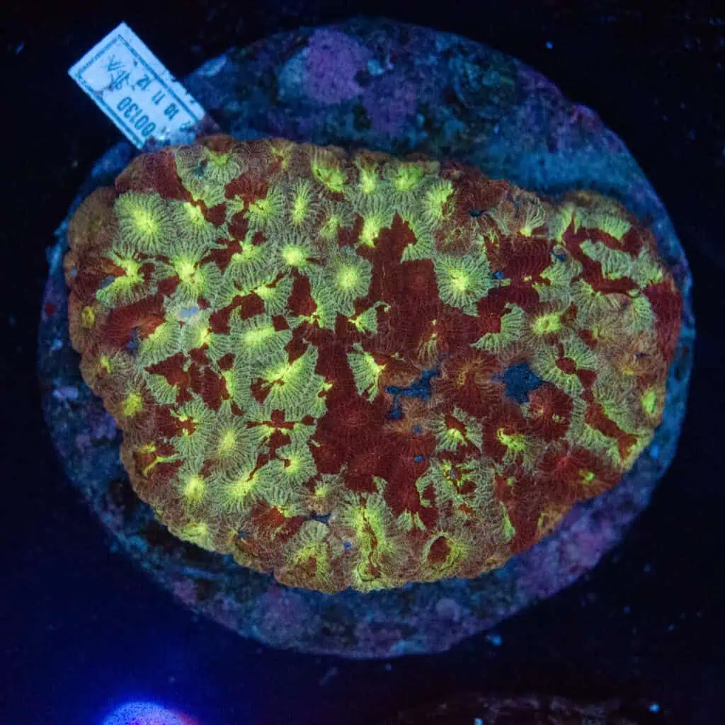 WYSIWYG Red Gold Favia Colony - CoralVault