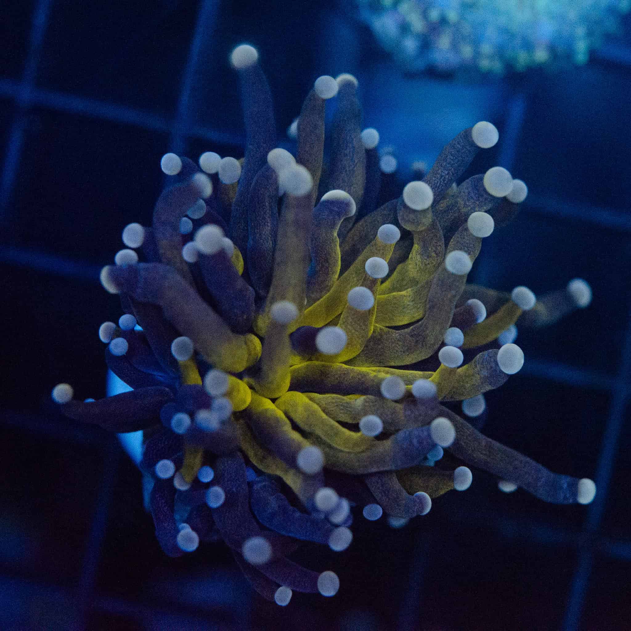 Pink Tiger Torch - CoralVault