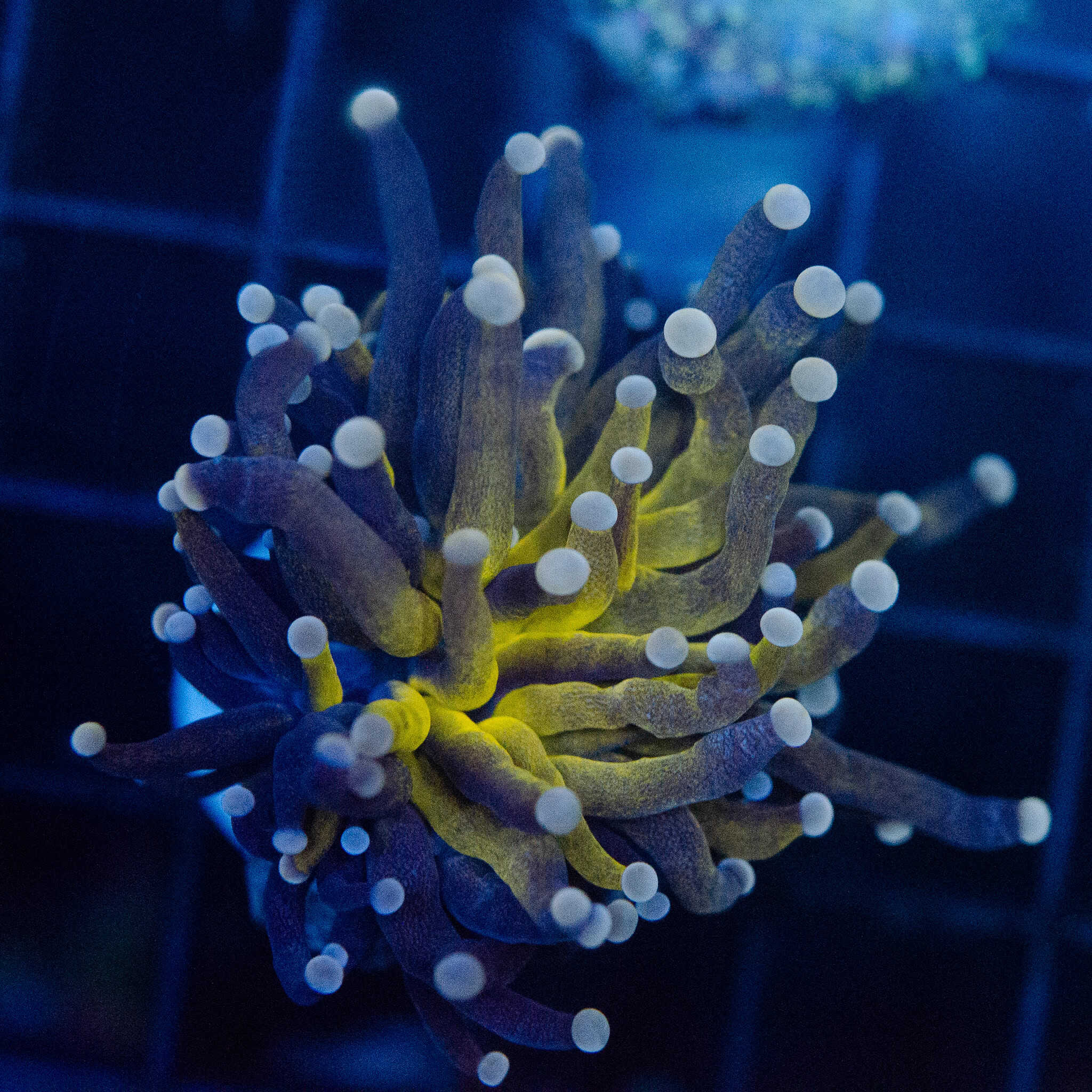 Pink Tiger Torch - CoralVault