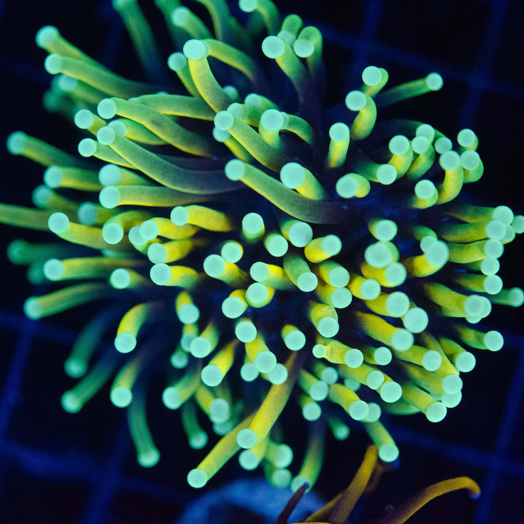Banana Boom Torch - CoralVault