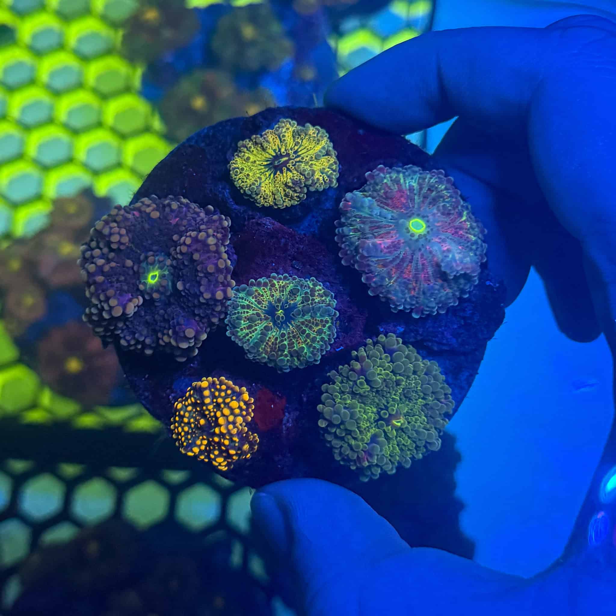 WYSIWYG Rainbow Yuma Mushroom Colony - CoralVault