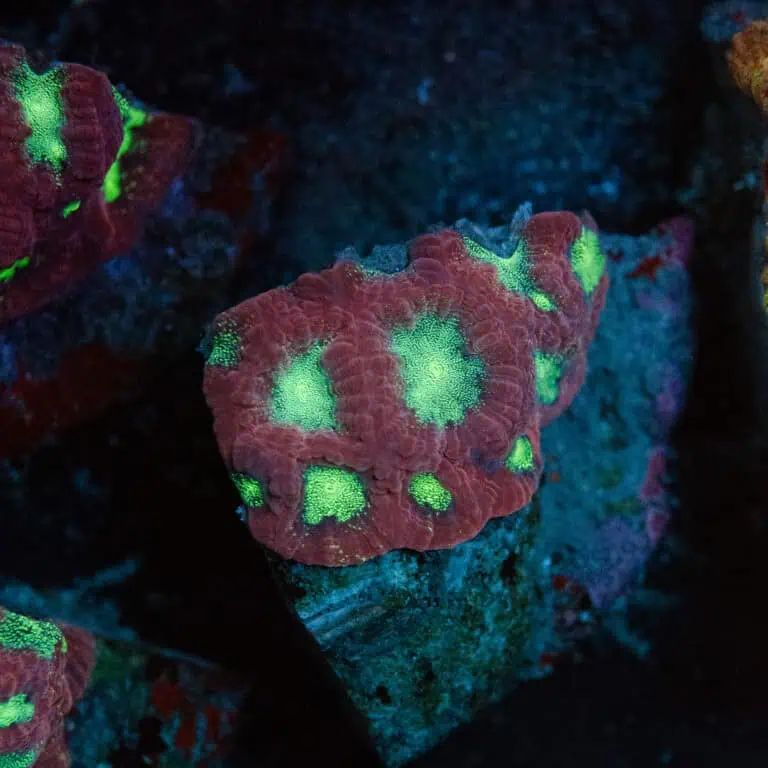 Red & Green Favia Frag - CoralVault