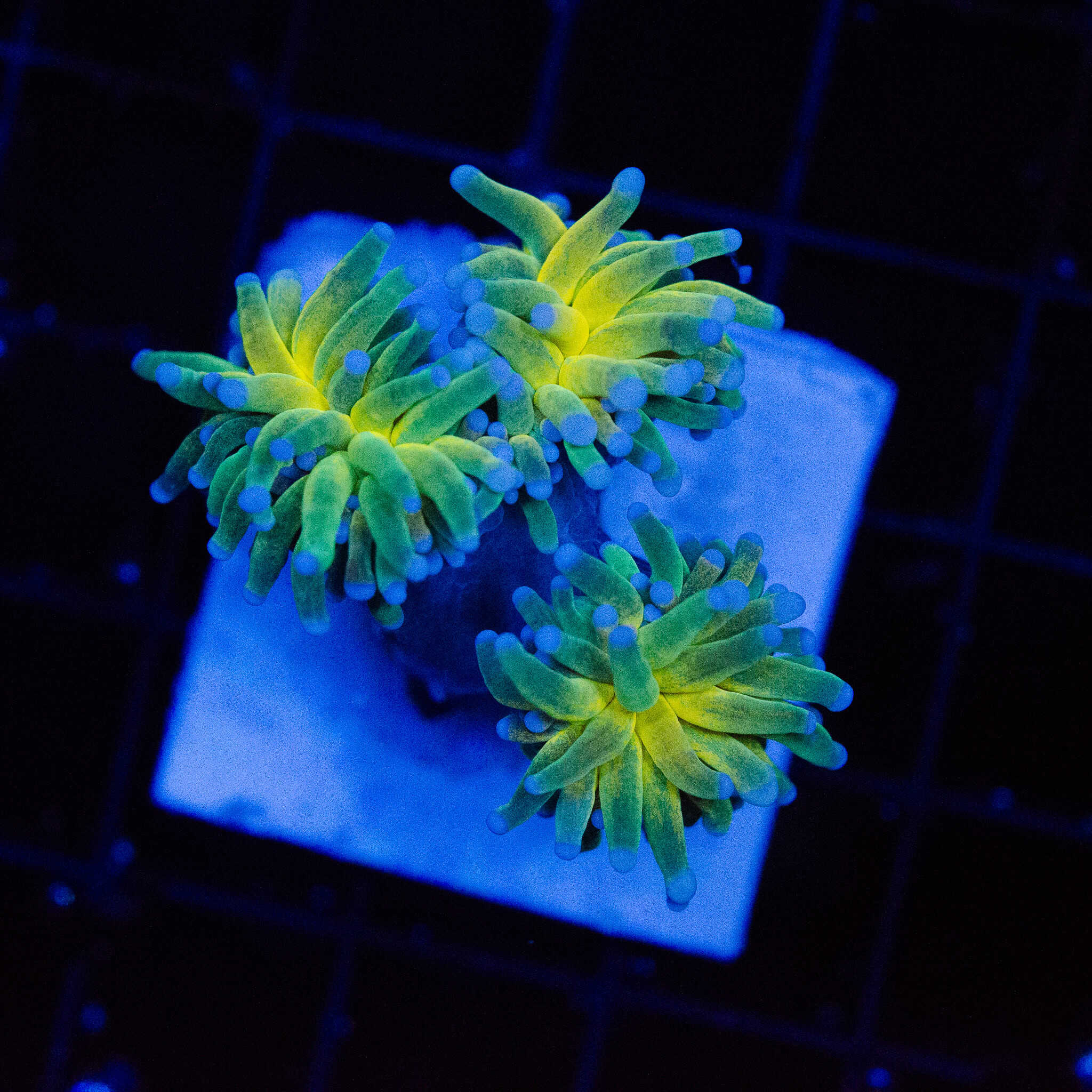 WYSIWYG Ultra Reverse Tiger Torch - CoralVault