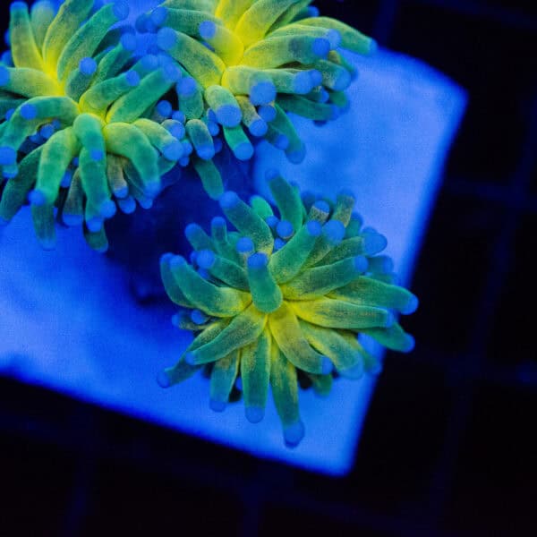 WYSIWYG Ultra Reverse Tiger Torch - CoralVault