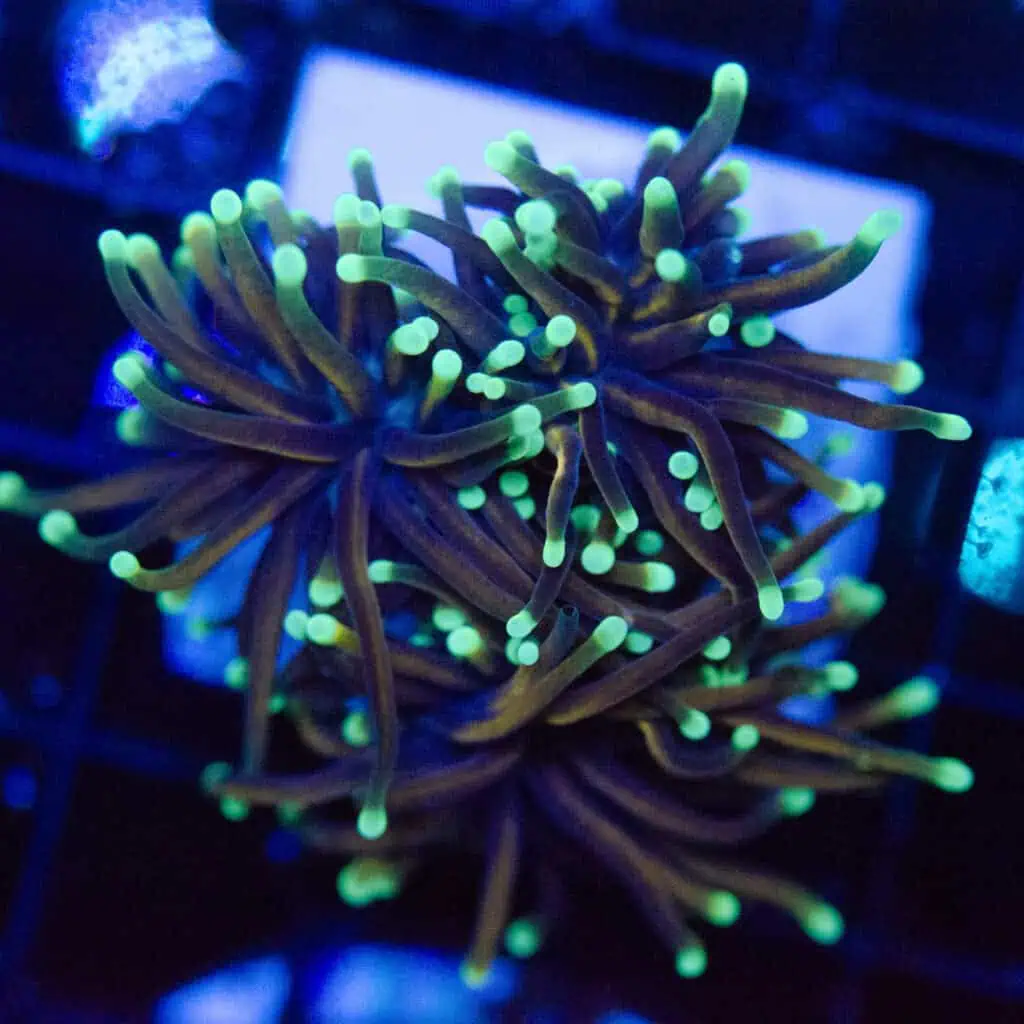 WYSIWYG Large Mint Tip Gold Torch - CoralVault