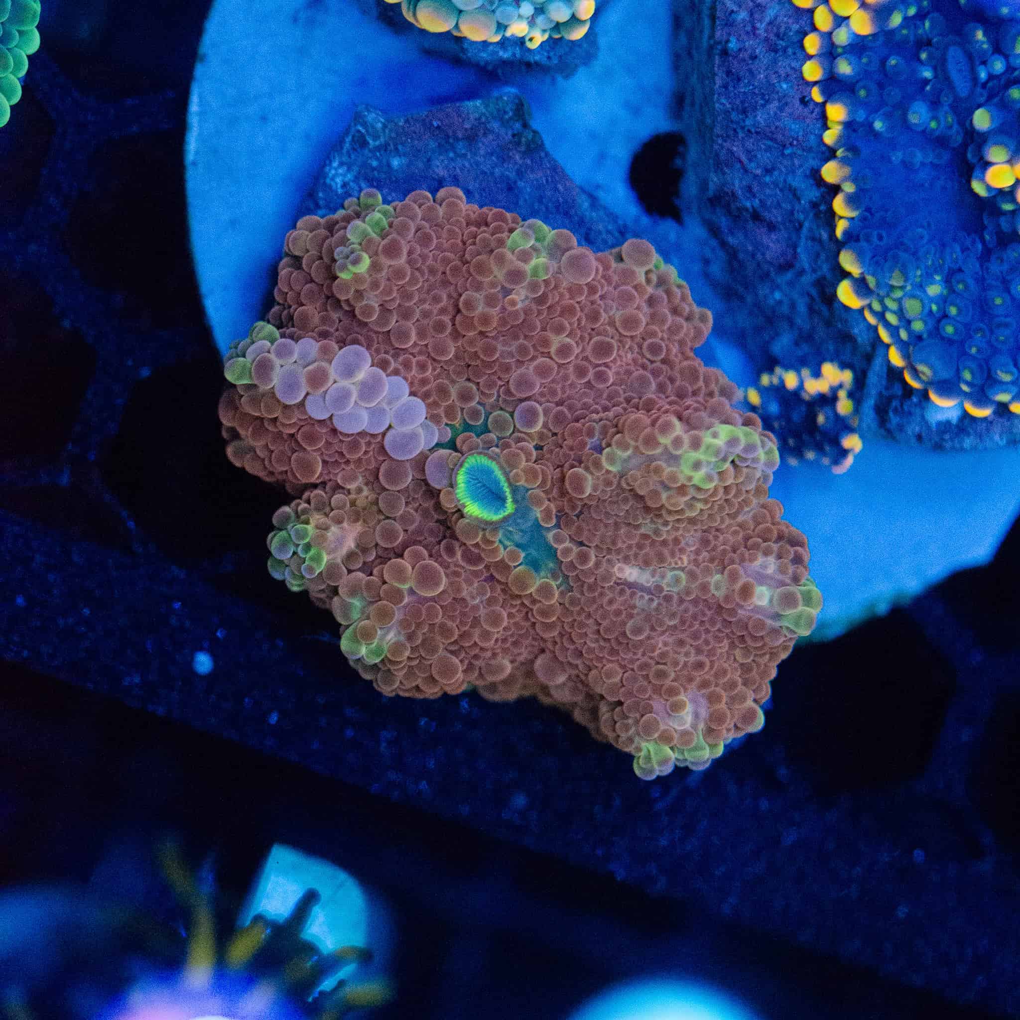 WYSIWYG Amethyst Yuma Colony - CoralVault