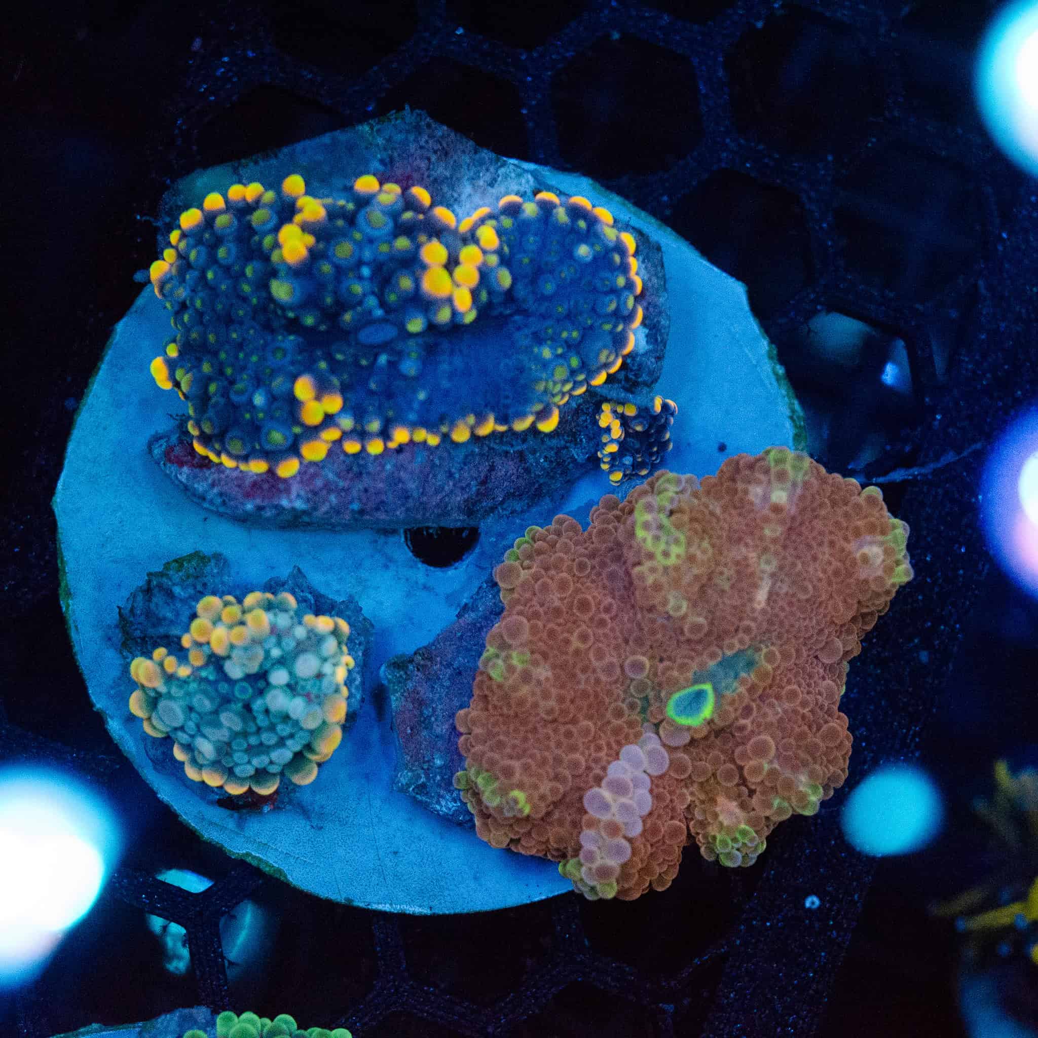 WYSIWYG Amethyst Yuma Colony - CoralVault