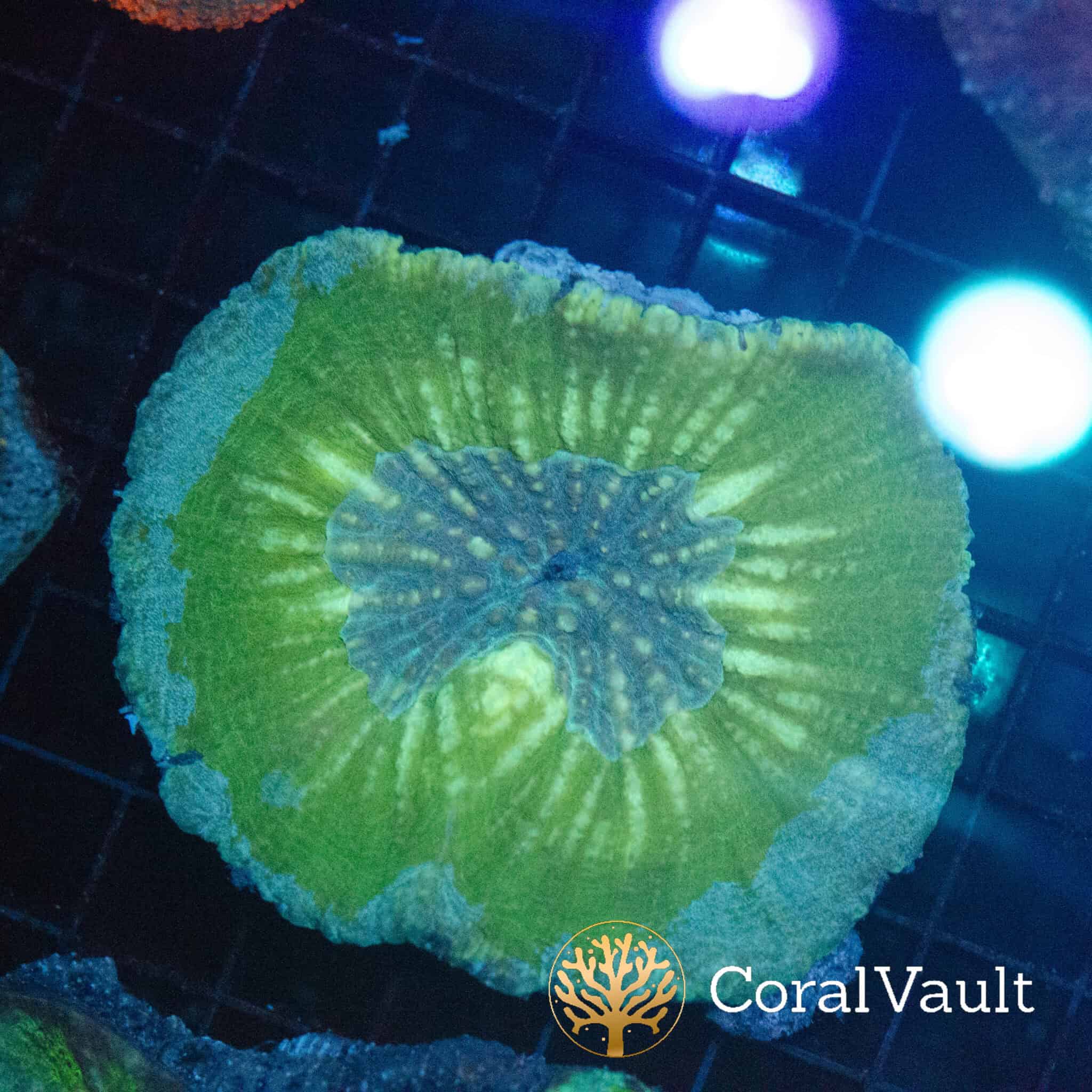 WYSIWYG Blue Rim Parascolymia Vitiensis - CoralVault