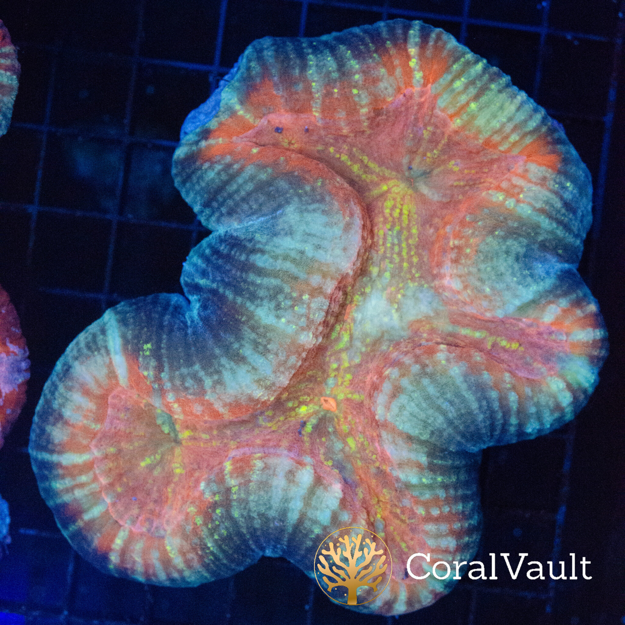 WYSIWYG Gold Flake Trachyphyllia - CoralVault