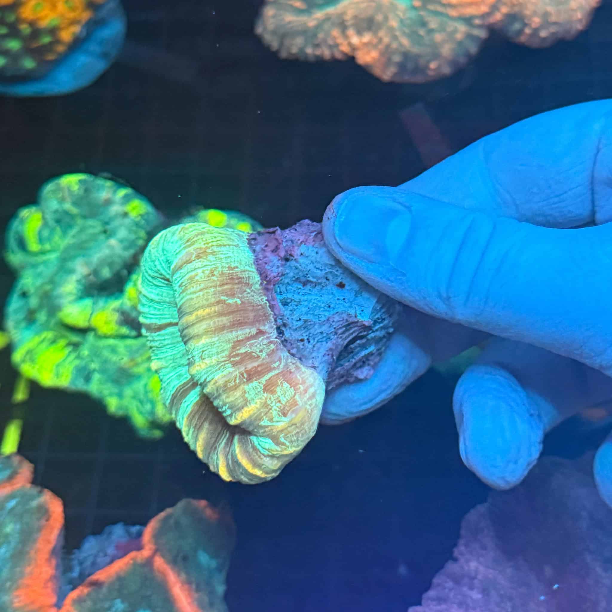 Aquamarine Rainbow Trachyphyllia - CoralVault