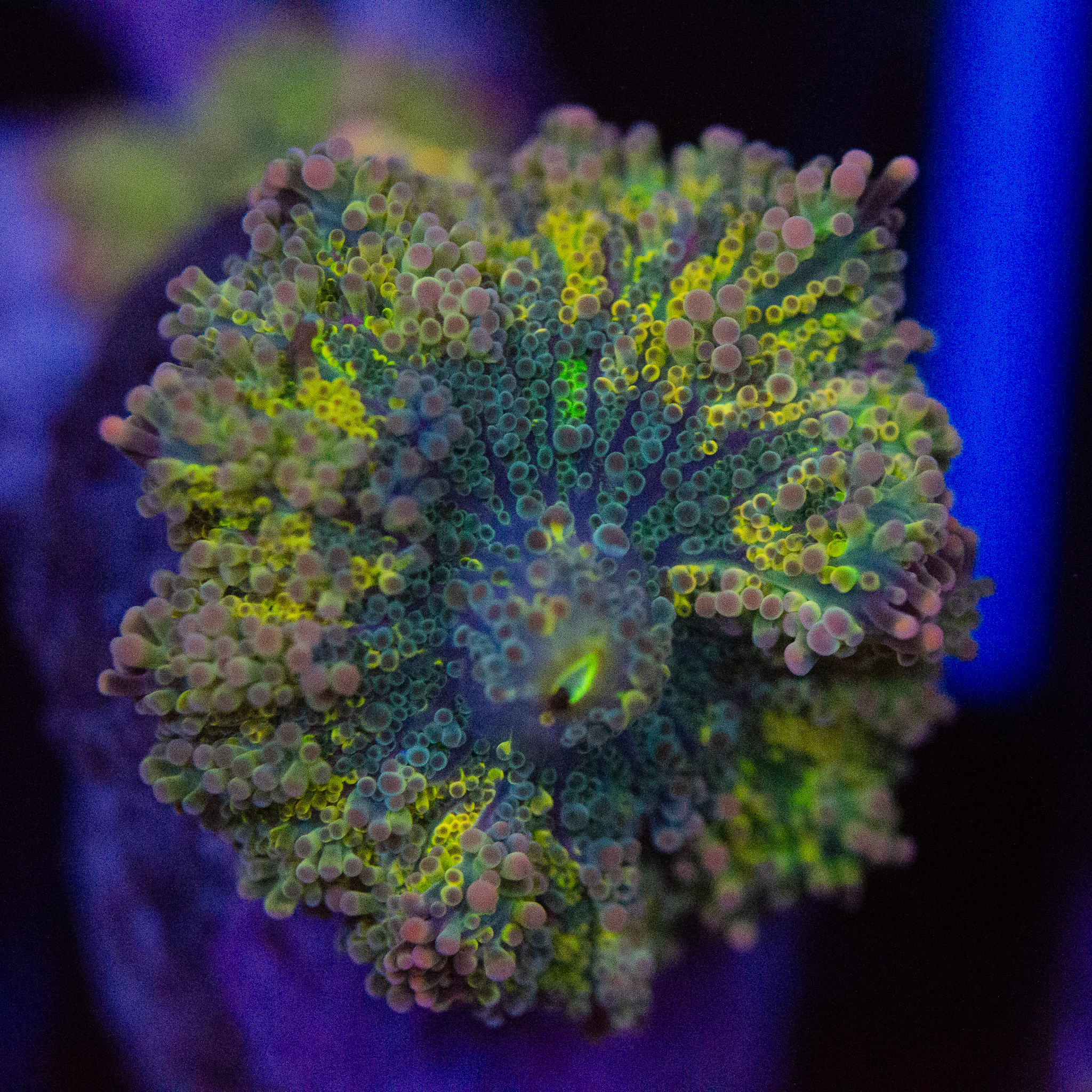 Traffic Light Yuma - CoralVault