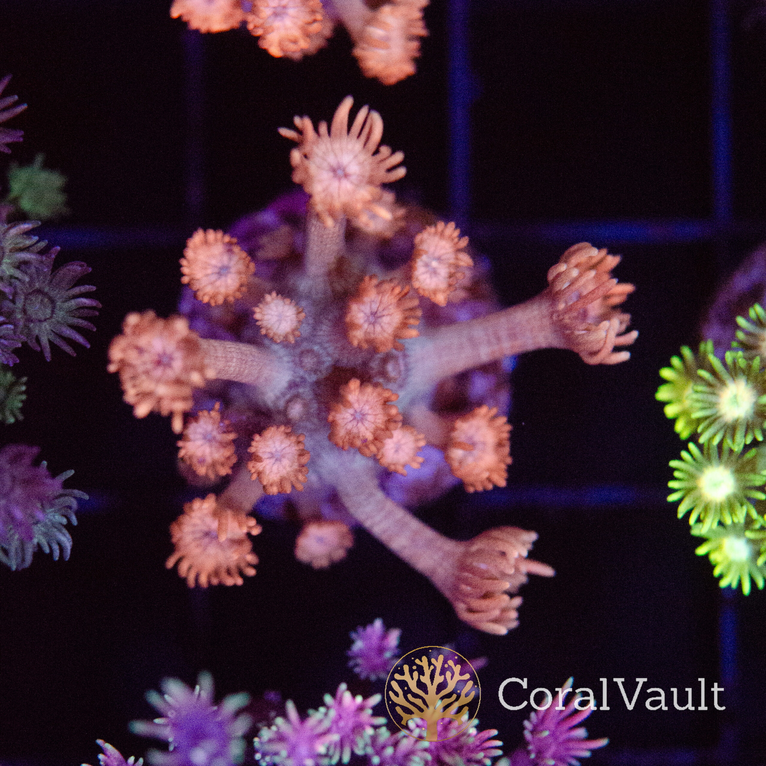 Pink Goniopora - CoralVault