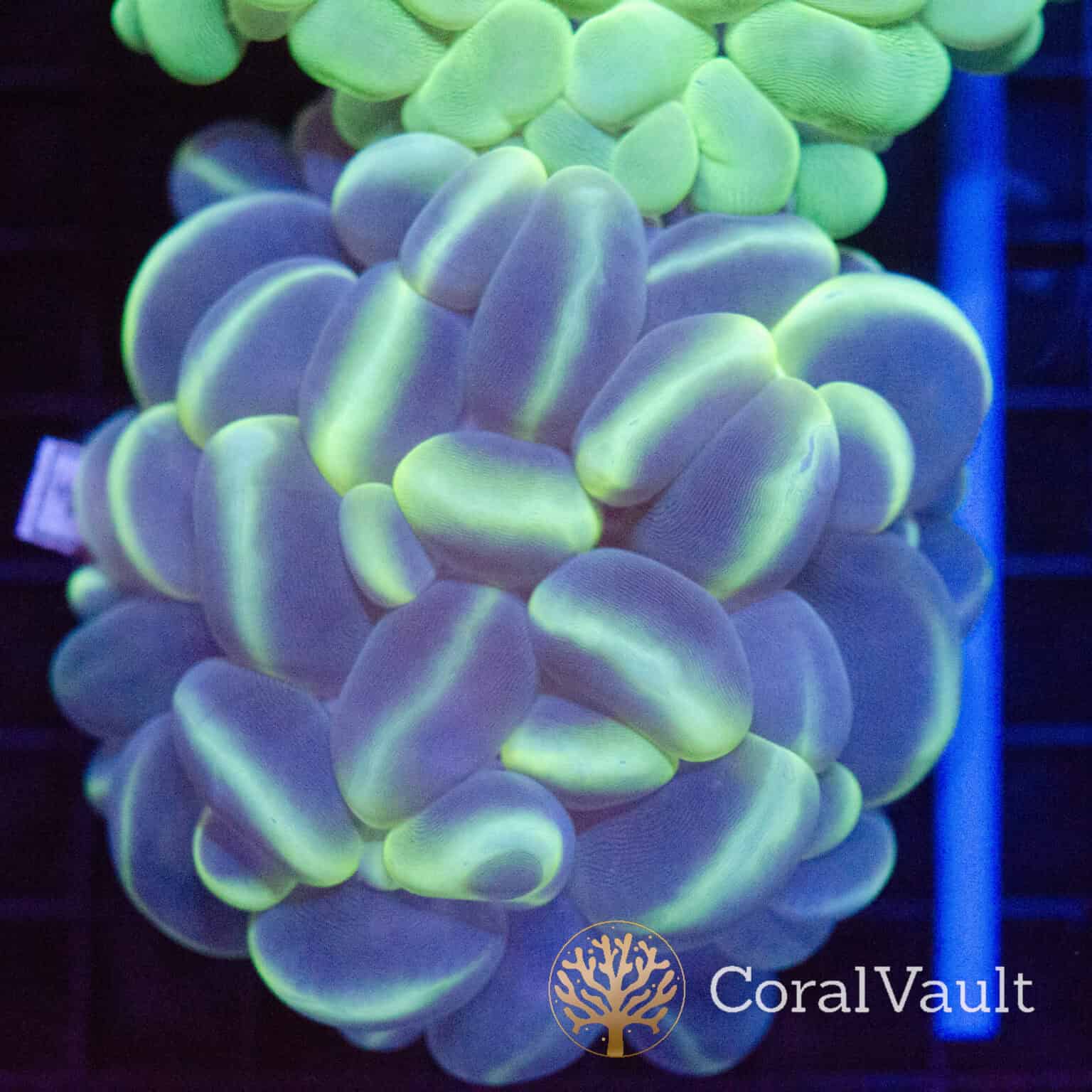 Lightning Storm Bubble Coral - CoralVault