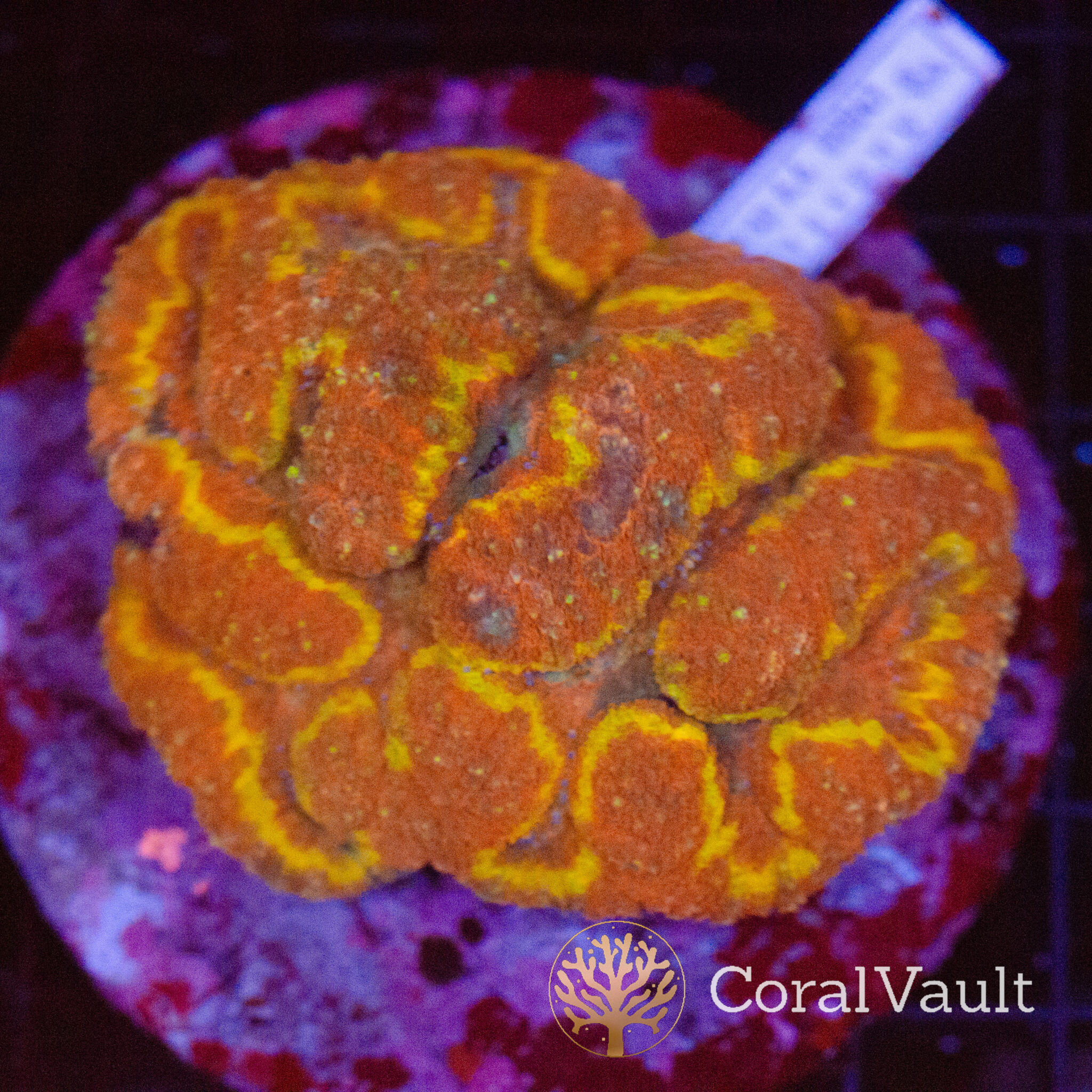 Hot Rod Symphyllia - CoralVault