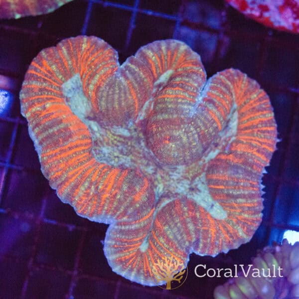 Amber Crown Symphyllia - CoralVault