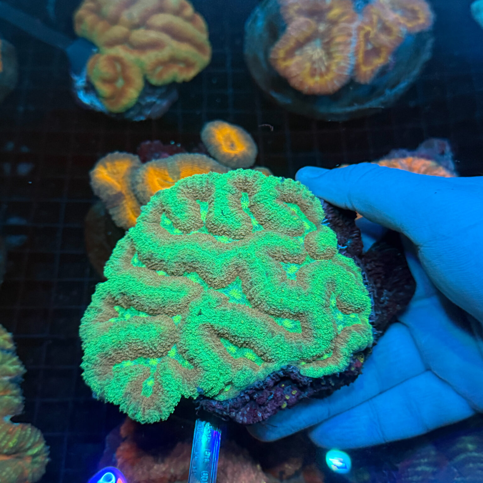 XL Green & Red Symphyllia - CoralVault