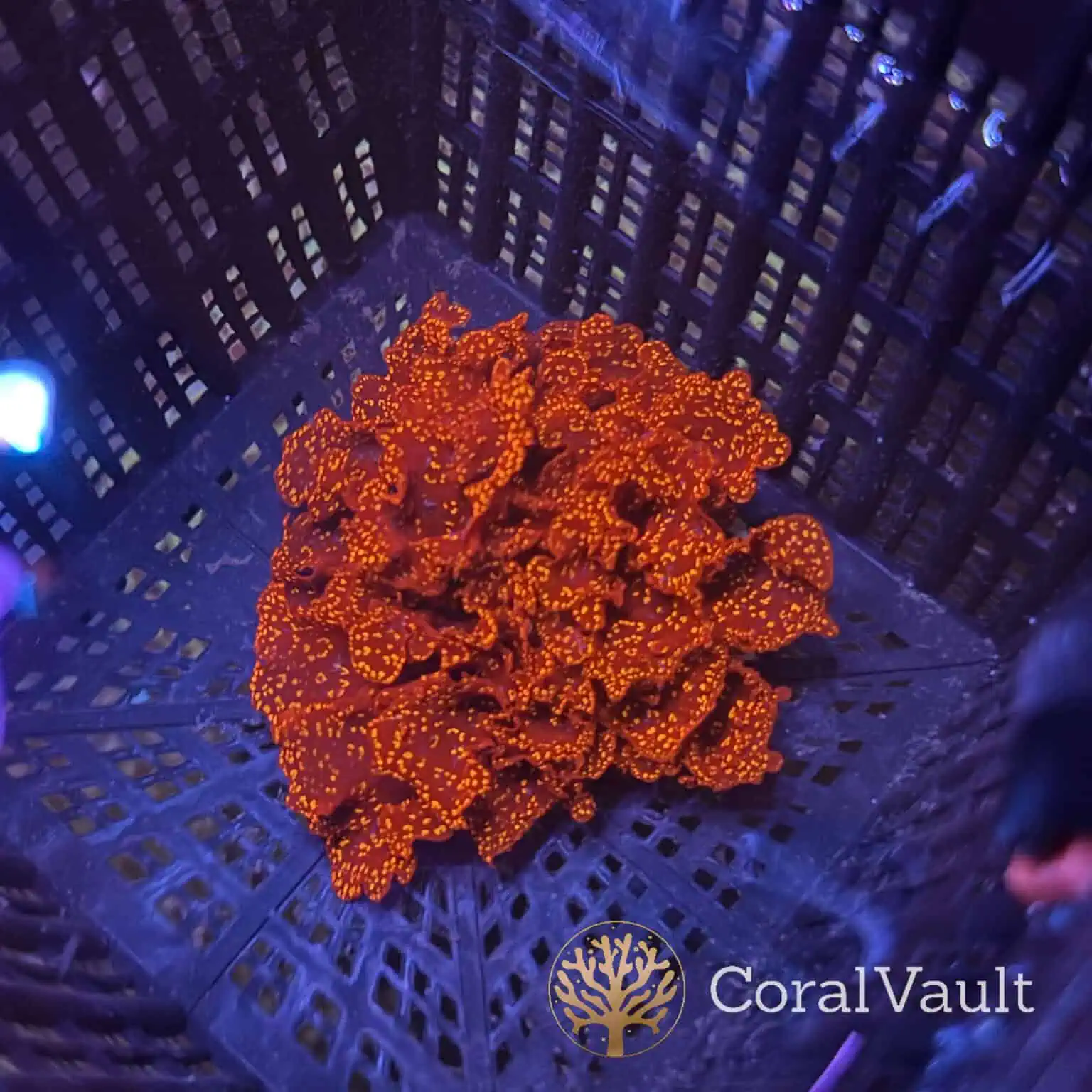 Atomic Broccoli Macroalgae - CoralVault